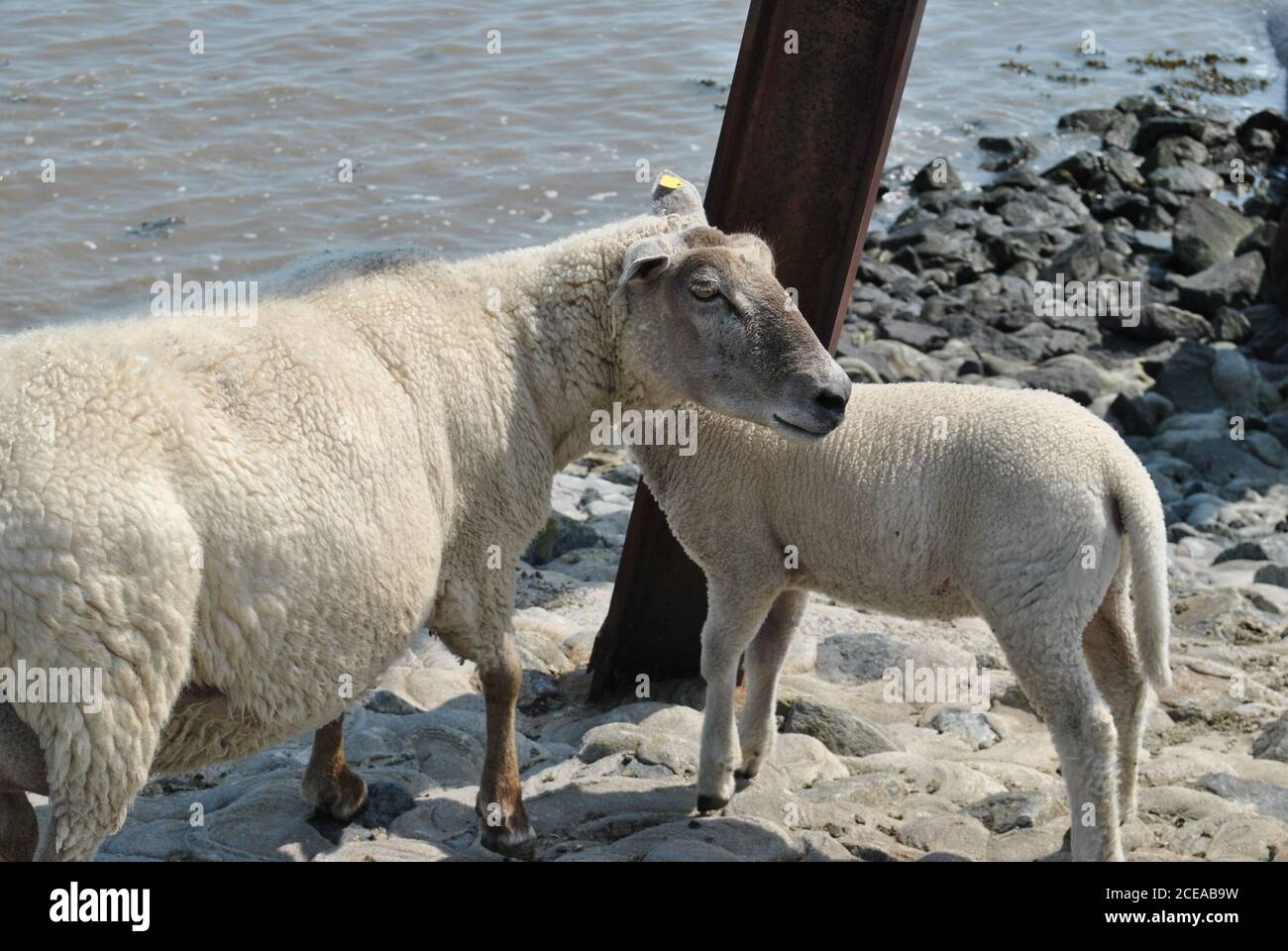 White sheep standing on the rocks Stock Photo - Alamy