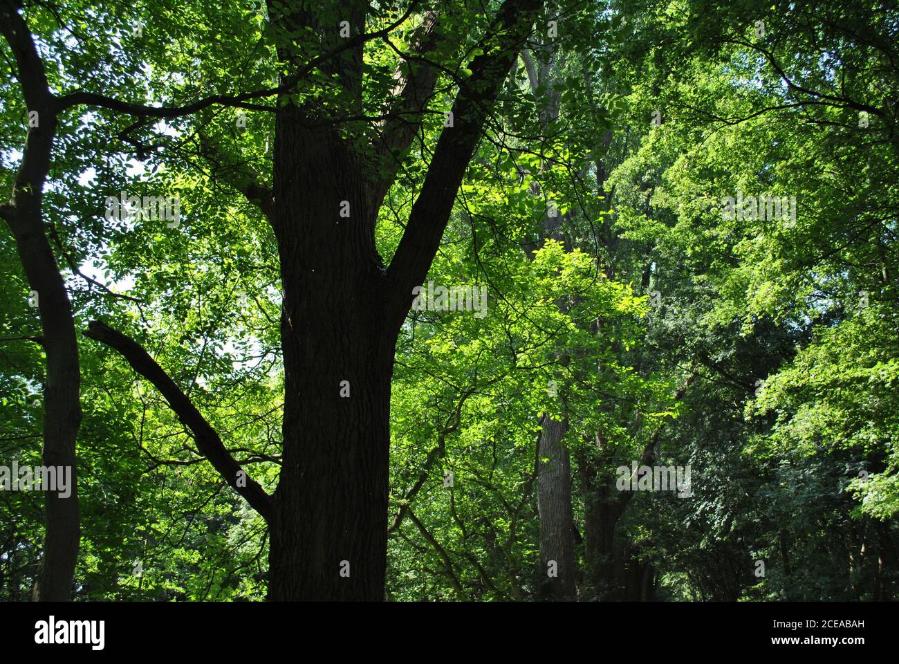 Beautiful, tall trees in the forest Stock Photo - Alamy