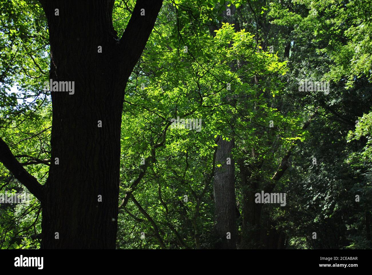 Beautiful, tall trees in the forest Stock Photo - Alamy