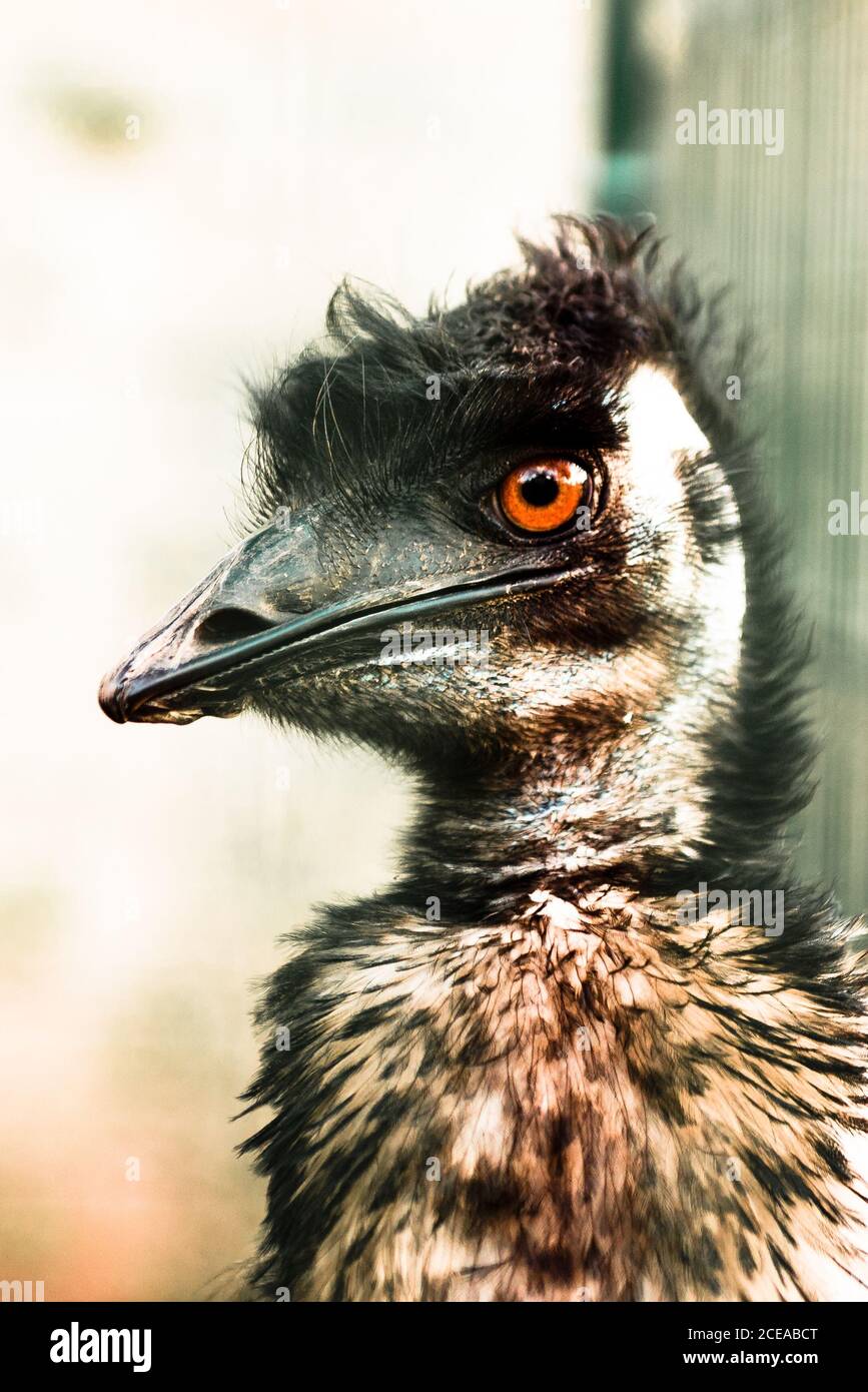 Funny emu hi-res stock photography and images - Alamy