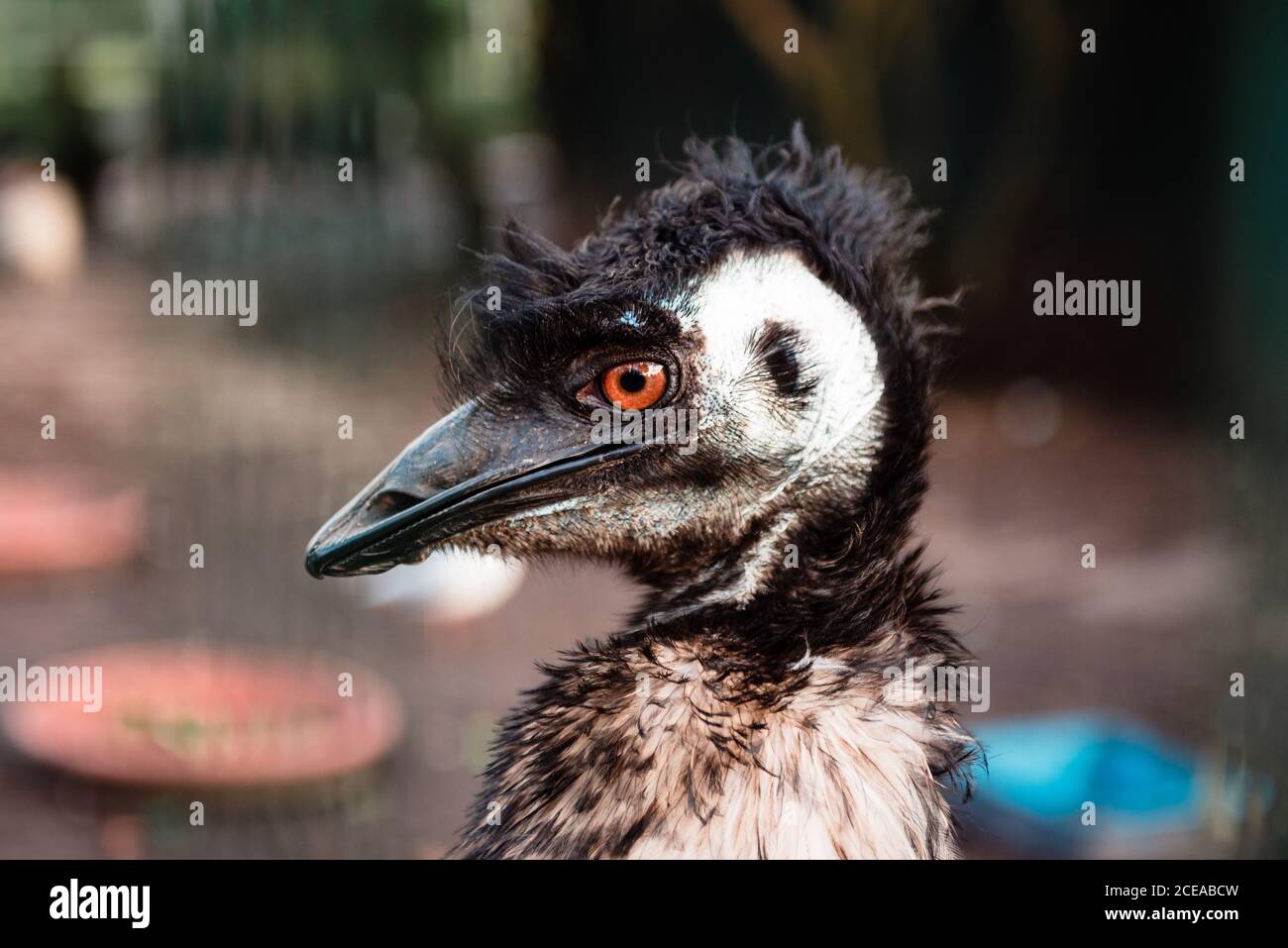 Beautiful emu standing near camera of blurred background of zoo ...