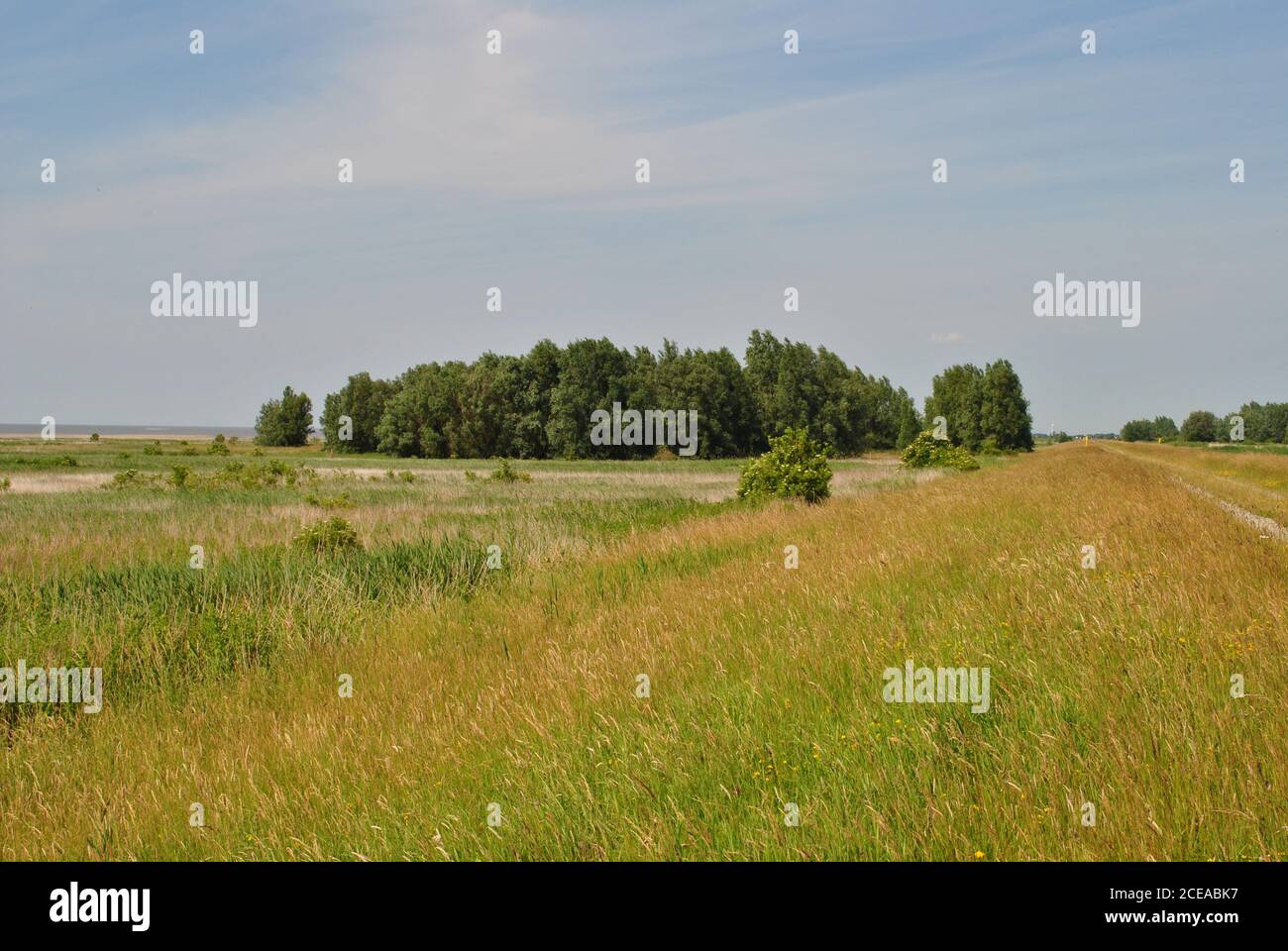 Long grass field surrounded by trees under the blue sky Stock Photo - Alamy