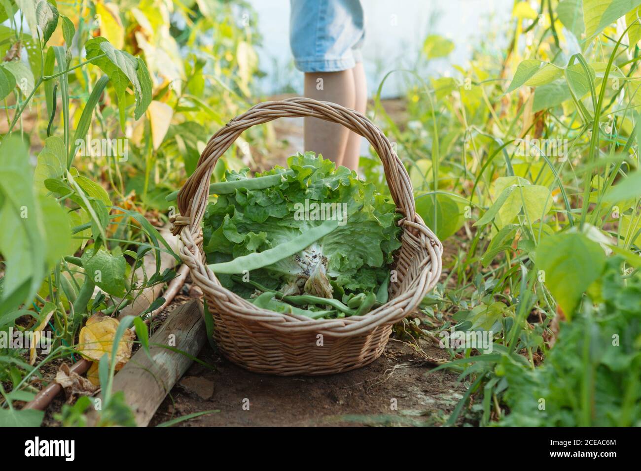 Vegetable land hi-res stock photography and images - Alamy
