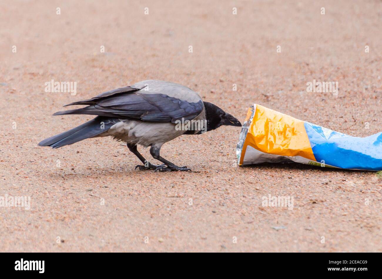 Gray crows take out a bag of garbage in search of food, and pollute the ...