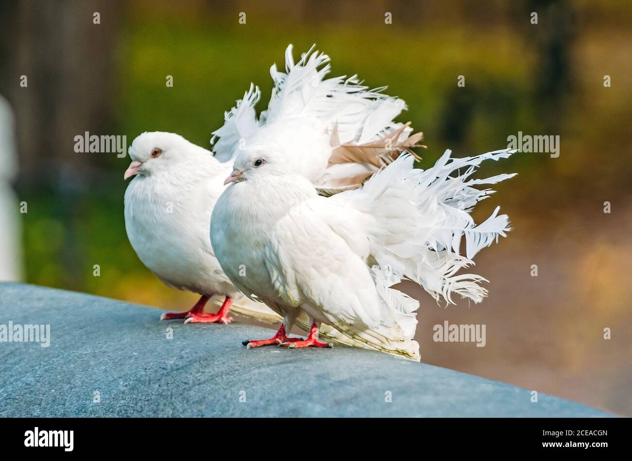 Decorative Pigeons High Resolution Stock Photography and Images - Alamy
