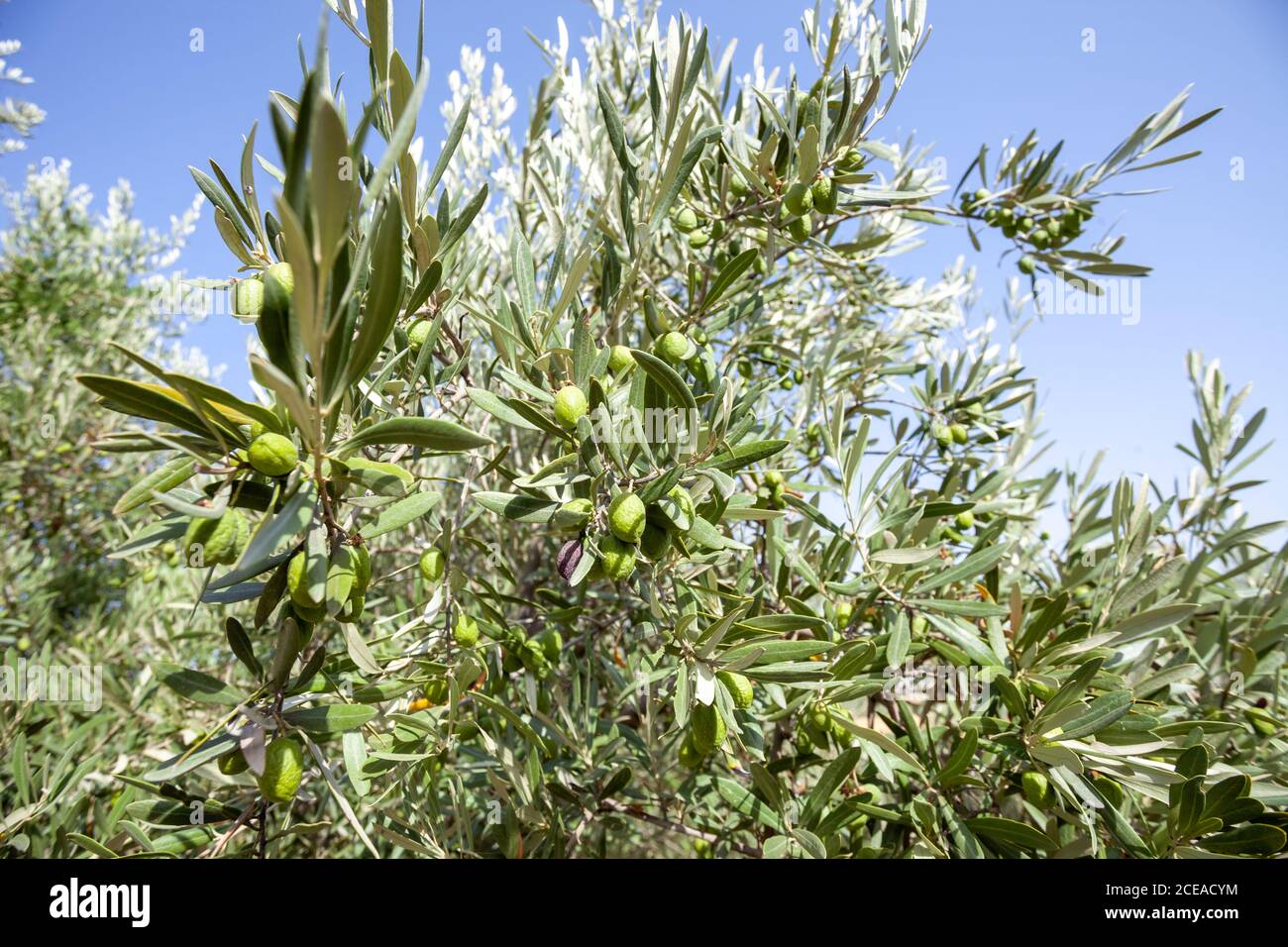 Low angle shot of a growing olive tree Stock Photo - Alamy
