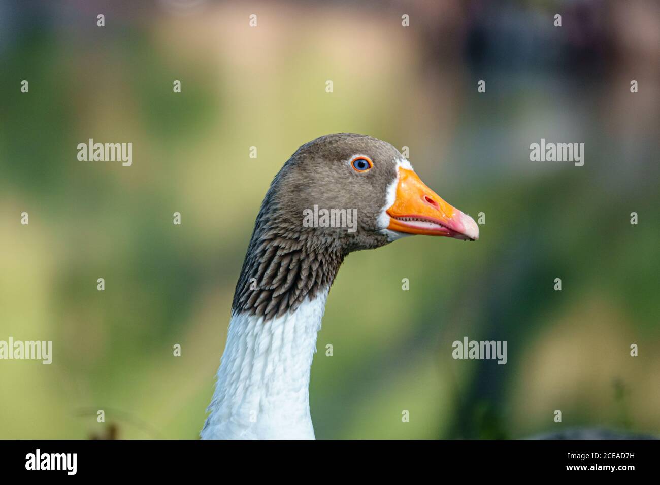 Landes goose hi-res stock photography and images - Alamy