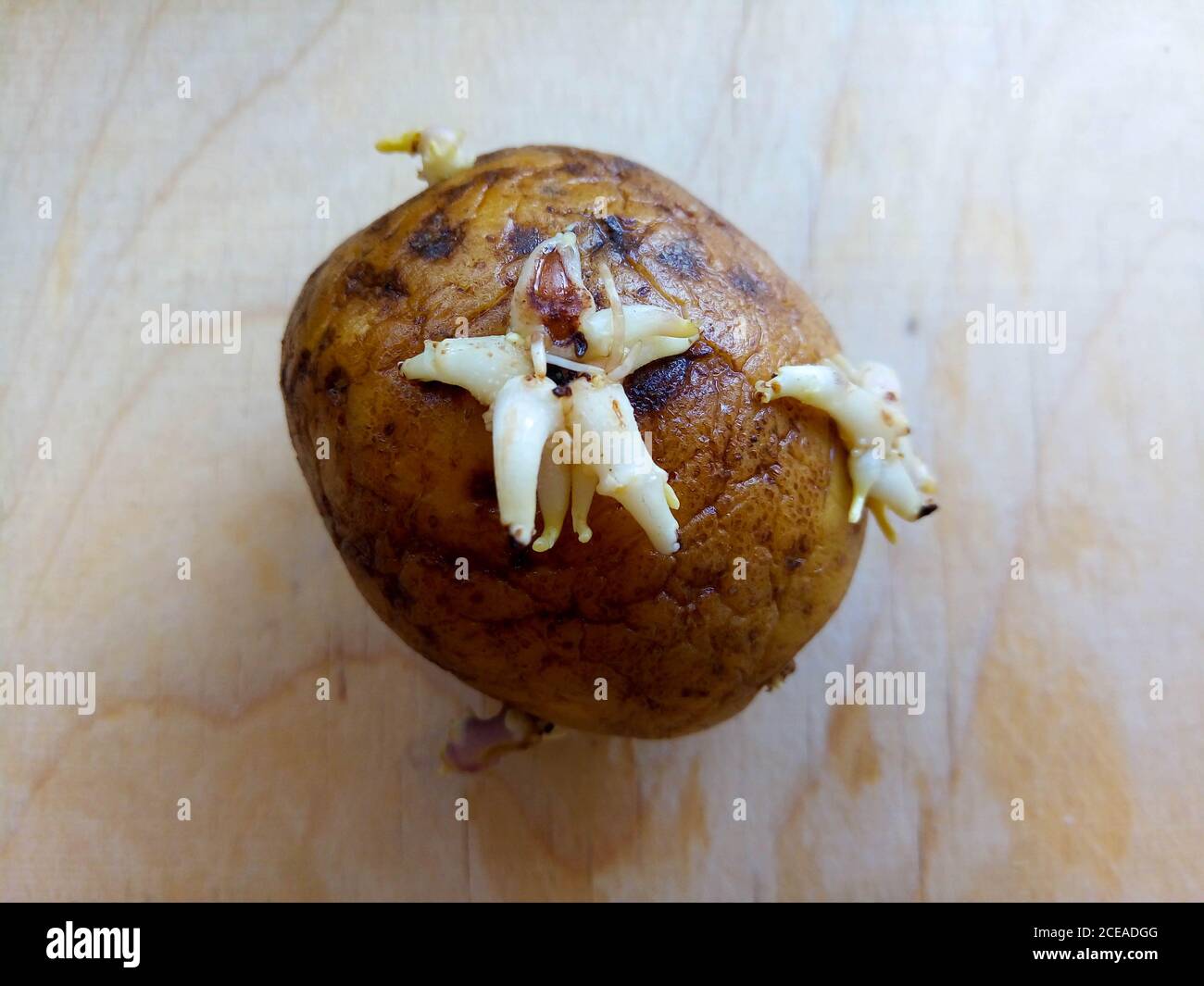 Vegetable Food Potato Potato Sprout High Resolution Stock Photography ...