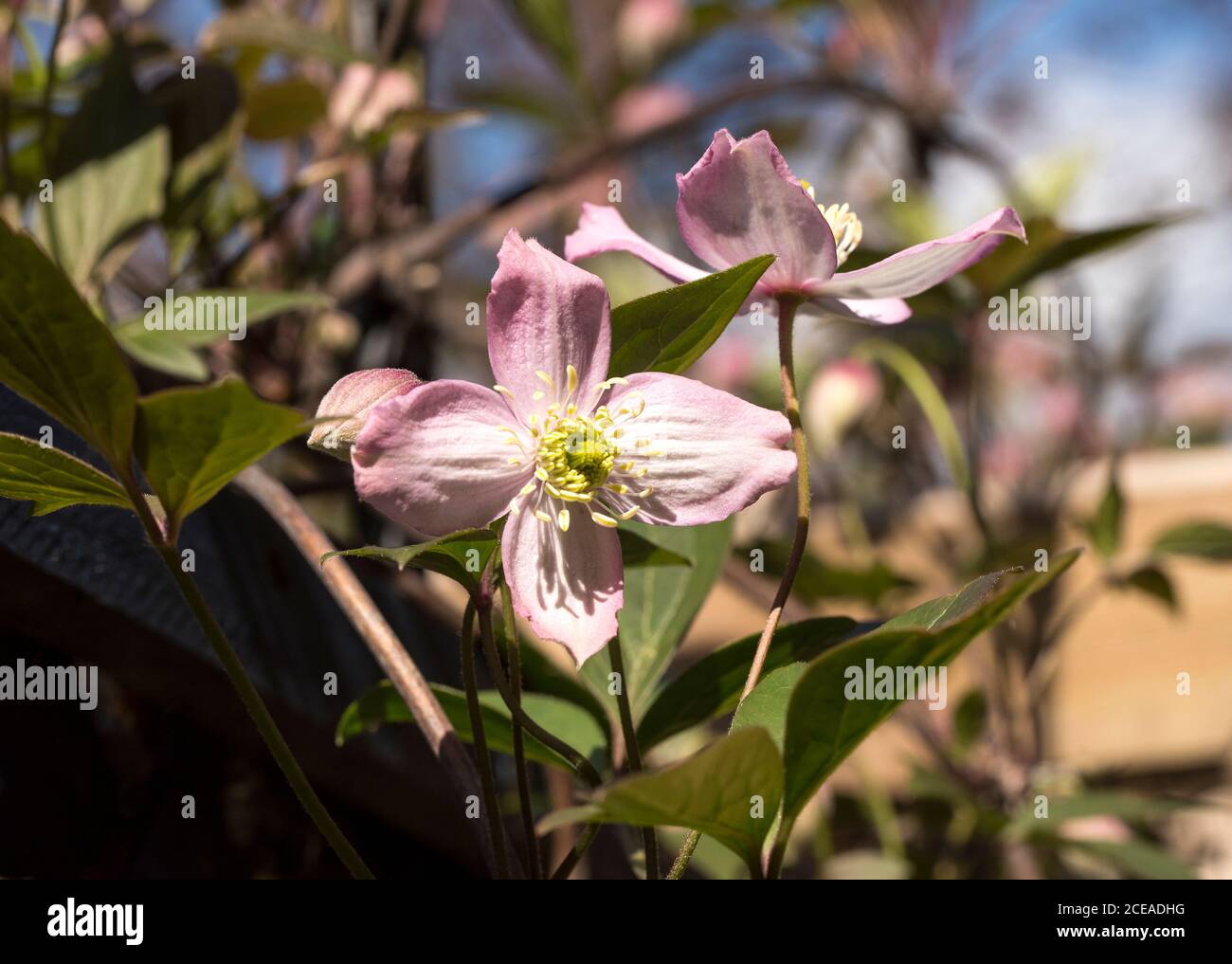 Delicate example hi-res stock photography and images - Alamy