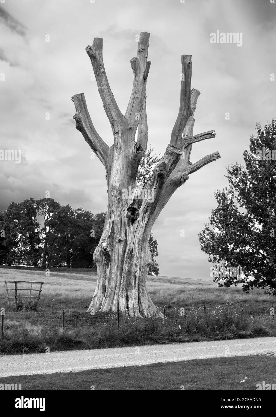 Big old dead tree in a park Stock Photo - Alamy
