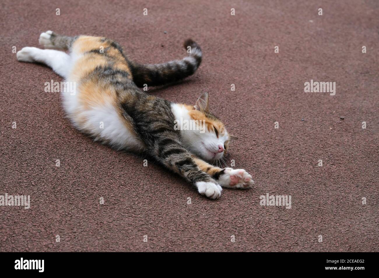 An adorable feline is stretching its body when lying down on ground ...