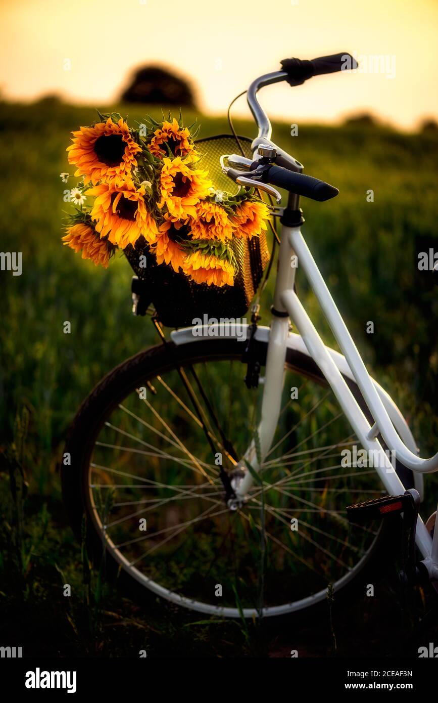 Vintage bicycle with sunflowers Stock Photo - Alamy
