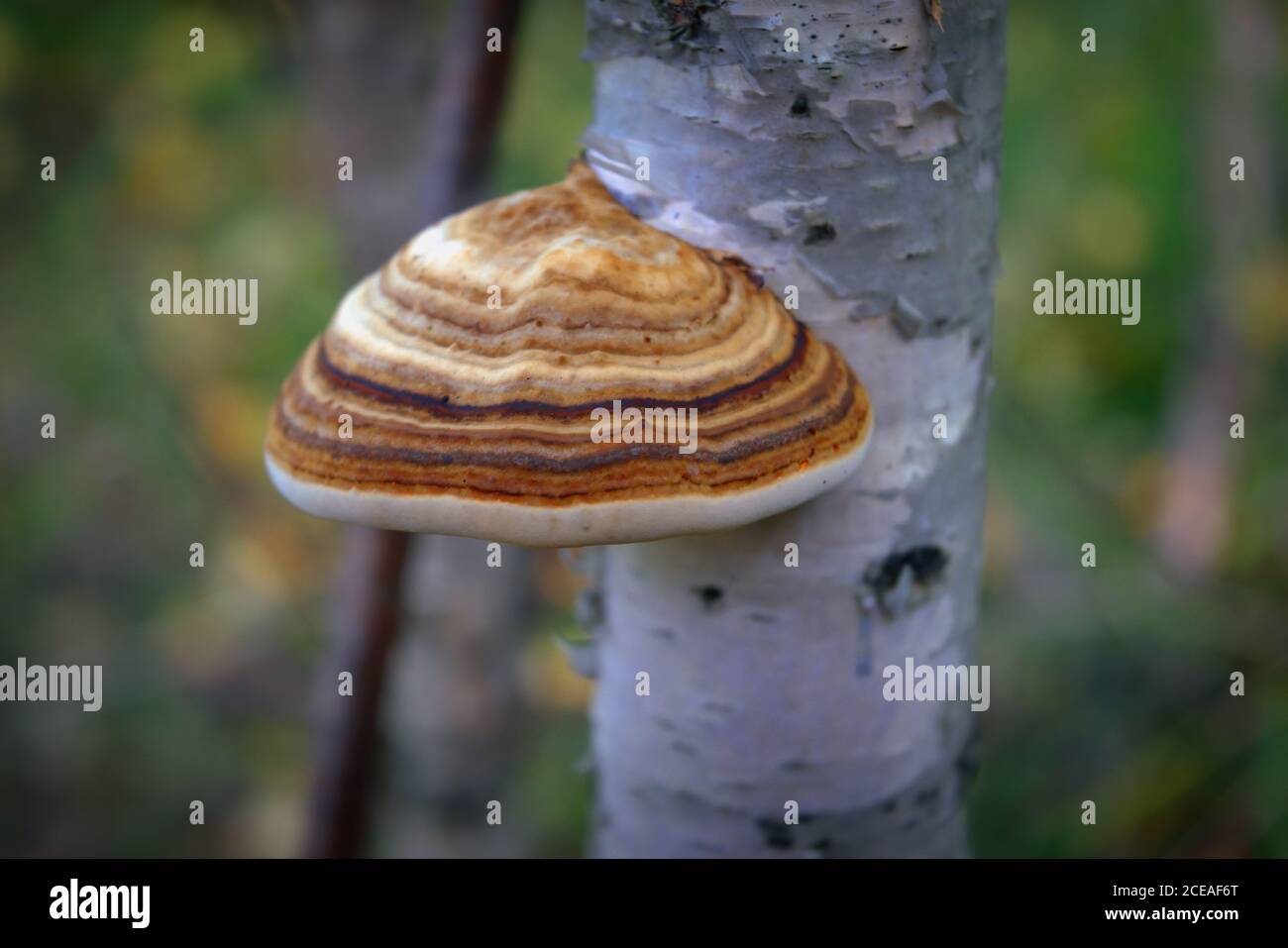 Fruit bodies of Ganoderma lucidum on the trunk of a tree Stock Photo ...