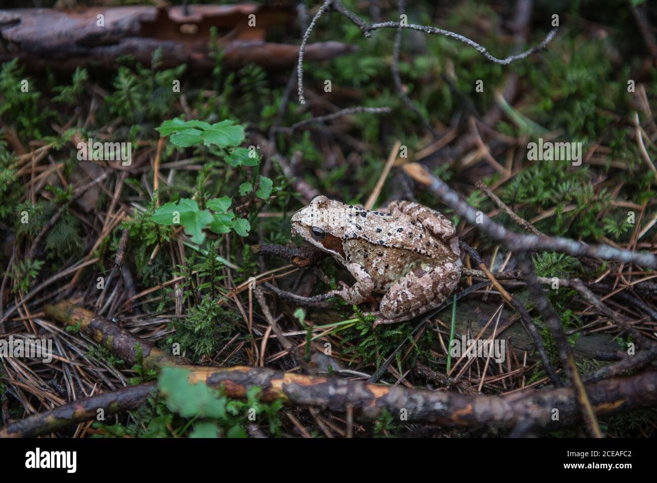 Small frog sitting on ground hi-res stock photography and images - Alamy
