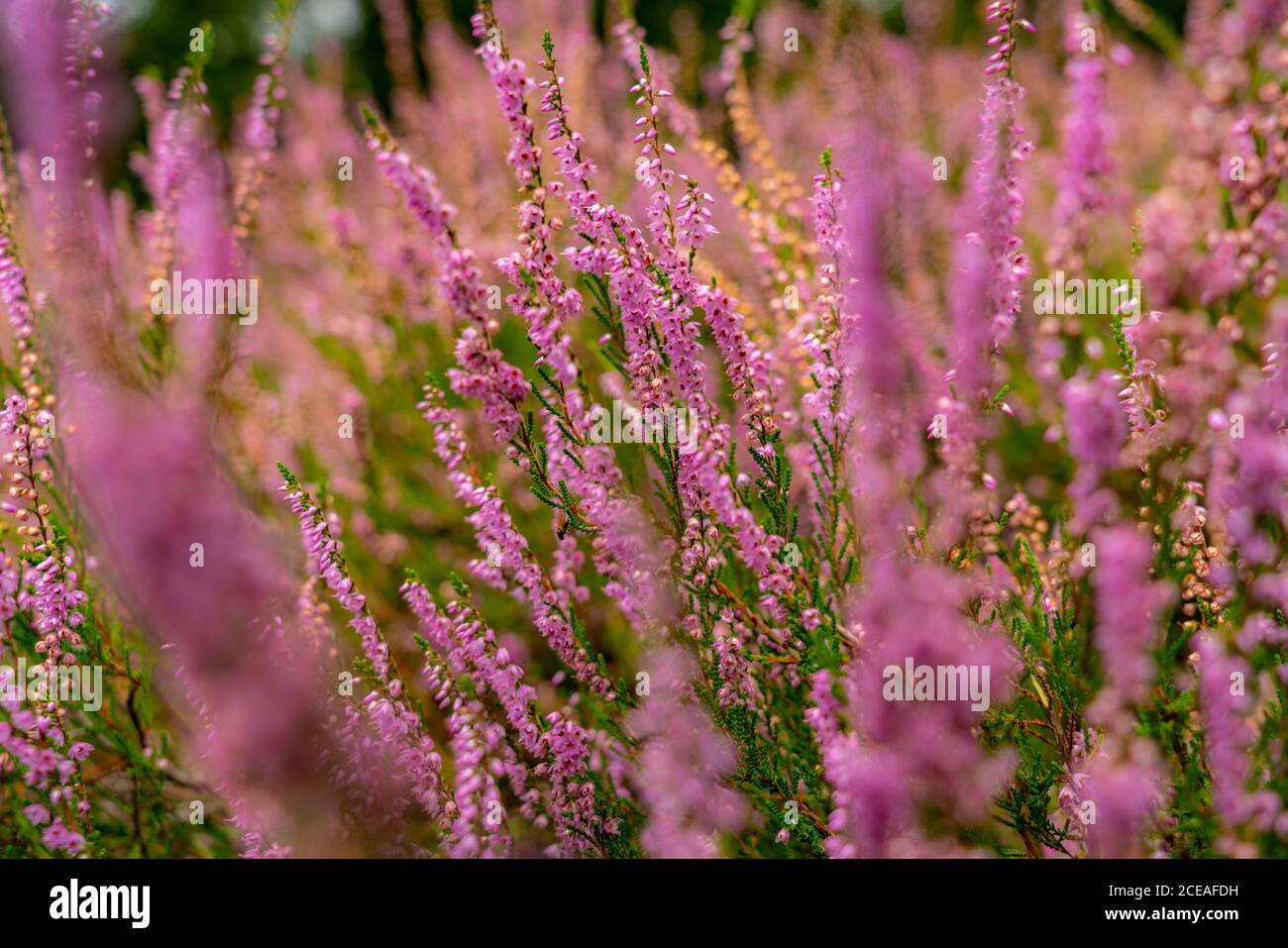 Heather flower of the broom heath, Calluna vulgaris, in the nature ...