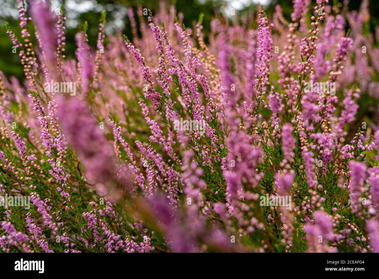 Heather flower of the broom heath, Calluna vulgaris, in the nature ...
