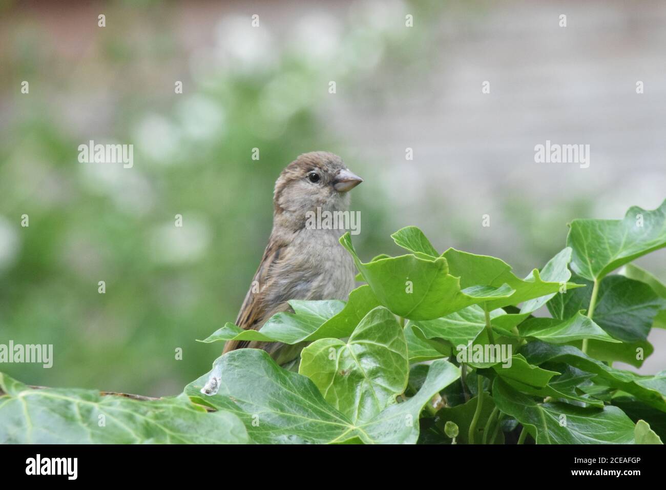 Bird keeping watch Stock Photo - Alamy