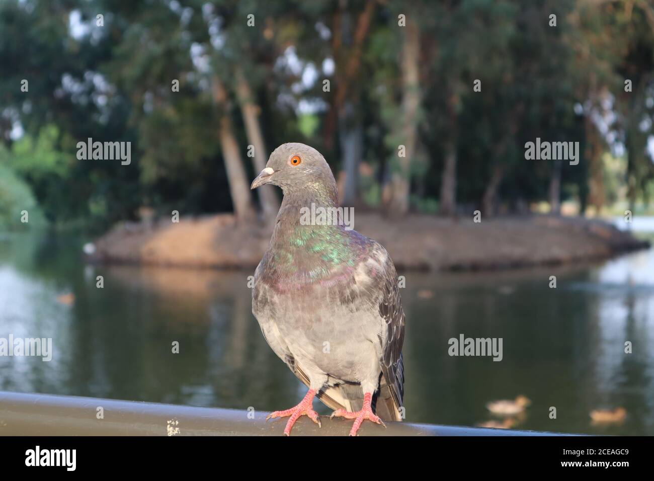 a proud pigeon stands and stares to the left against the background of ...