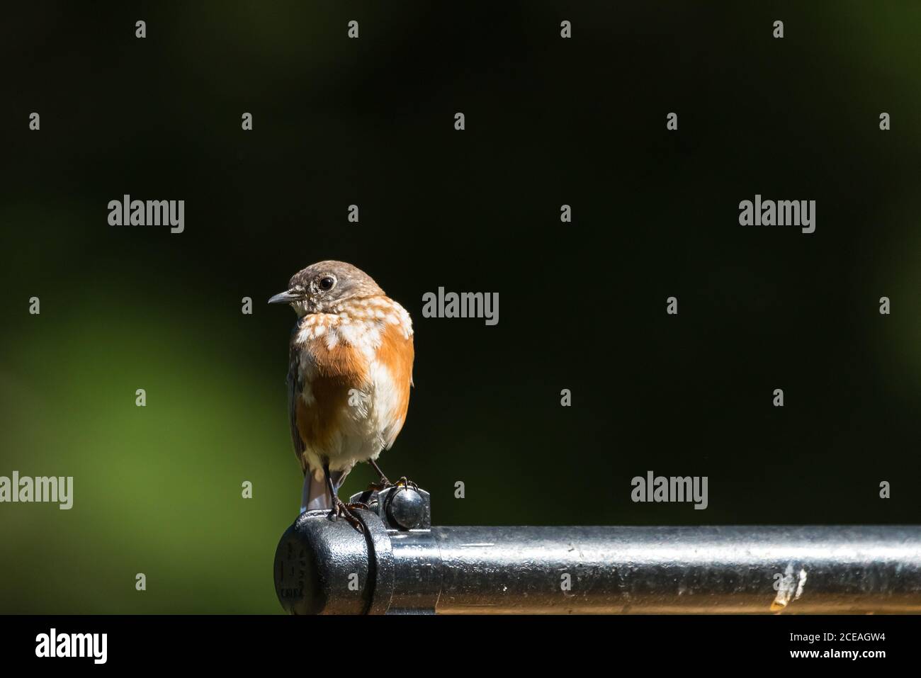 Adolescent Eastern Bluebird showing molting feathers while perched on a ...