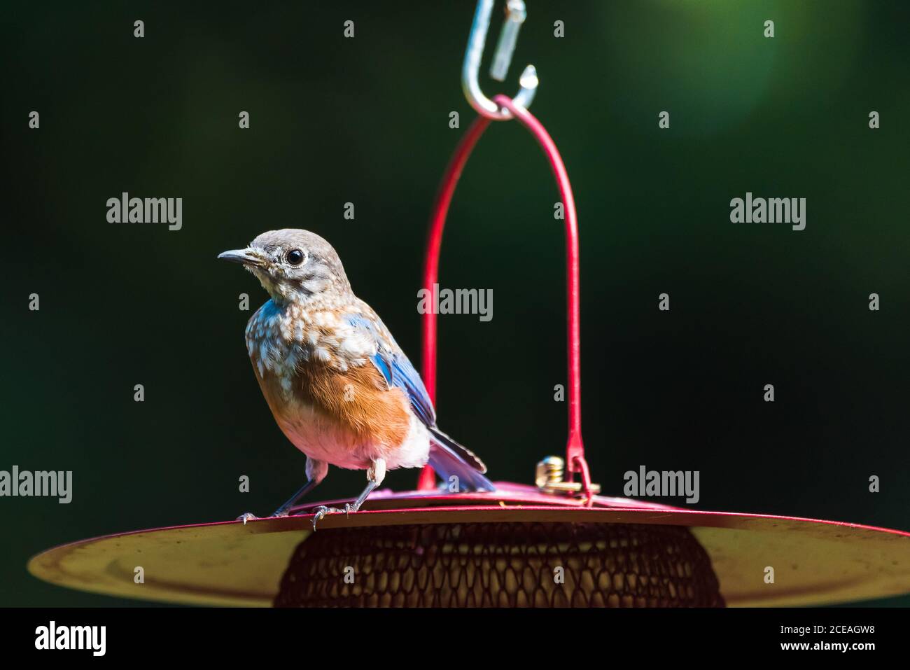 An adolescent Eastern Bluebird with molting feathers perched on a red ...