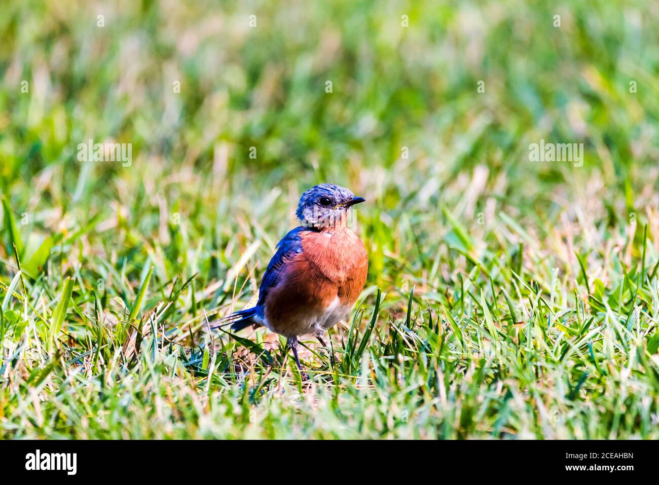 Eastern bluebird sialia sialis adult hi-res stock photography and ...