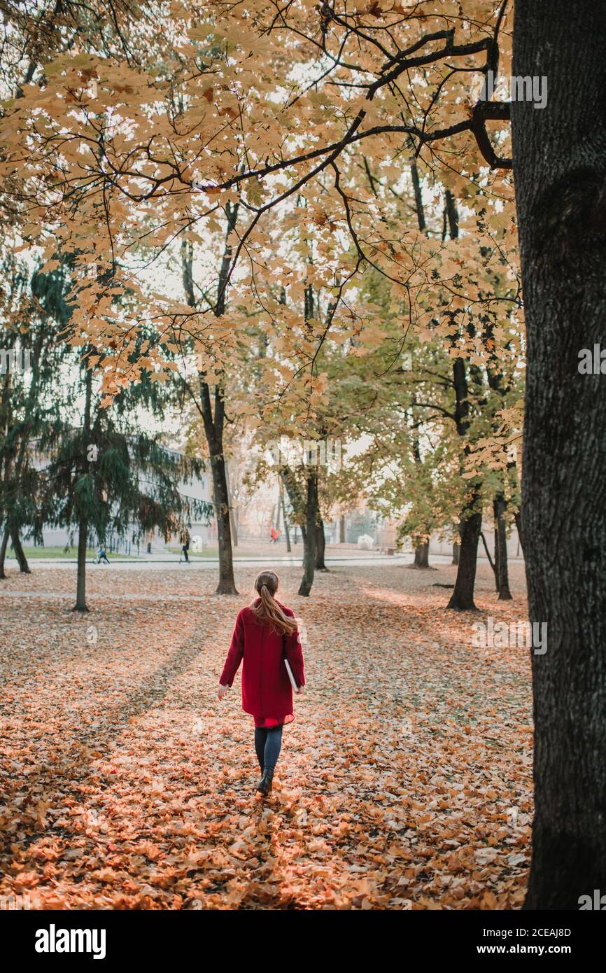 Back view of lady going on ground with falling yellow leaves in autumn ...