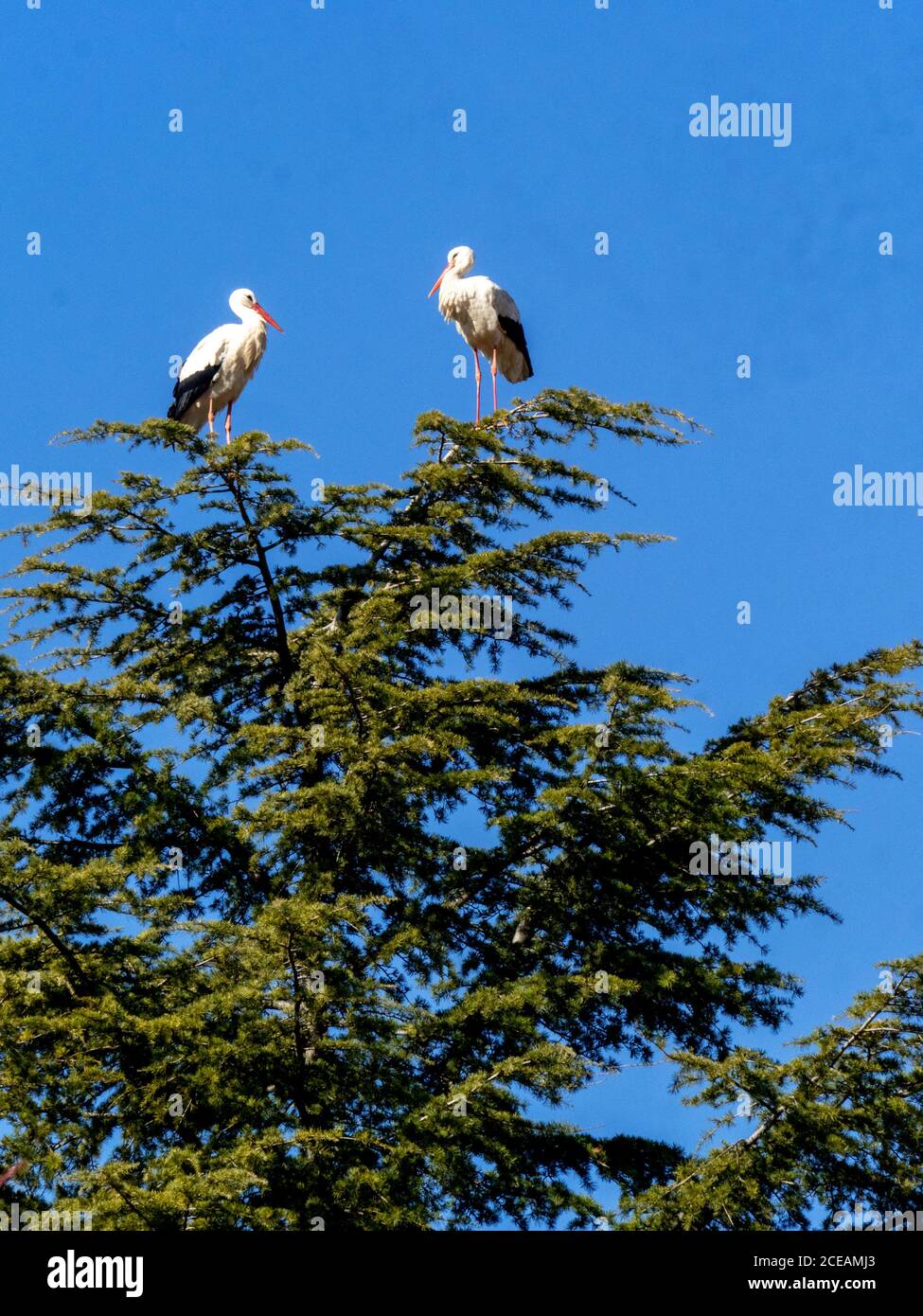 Stork colony, protected bird species Stock Photo - Alamy