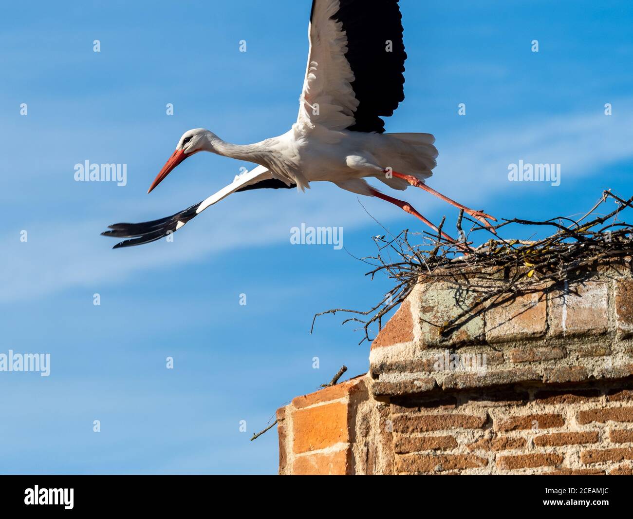 Stork colony, protected bird species Stock Photo - Alamy