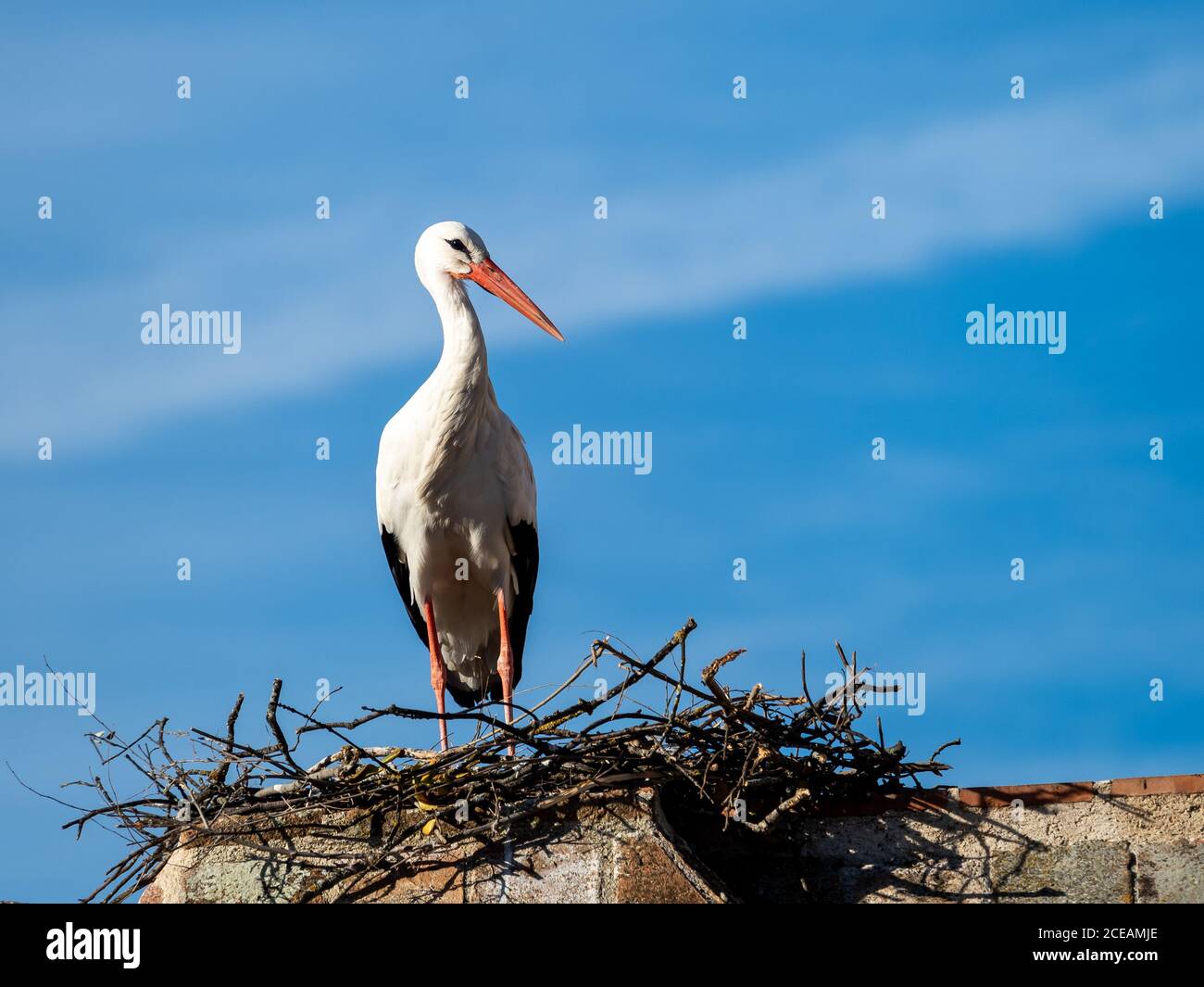 Stork colony, protected bird species Stock Photo - Alamy