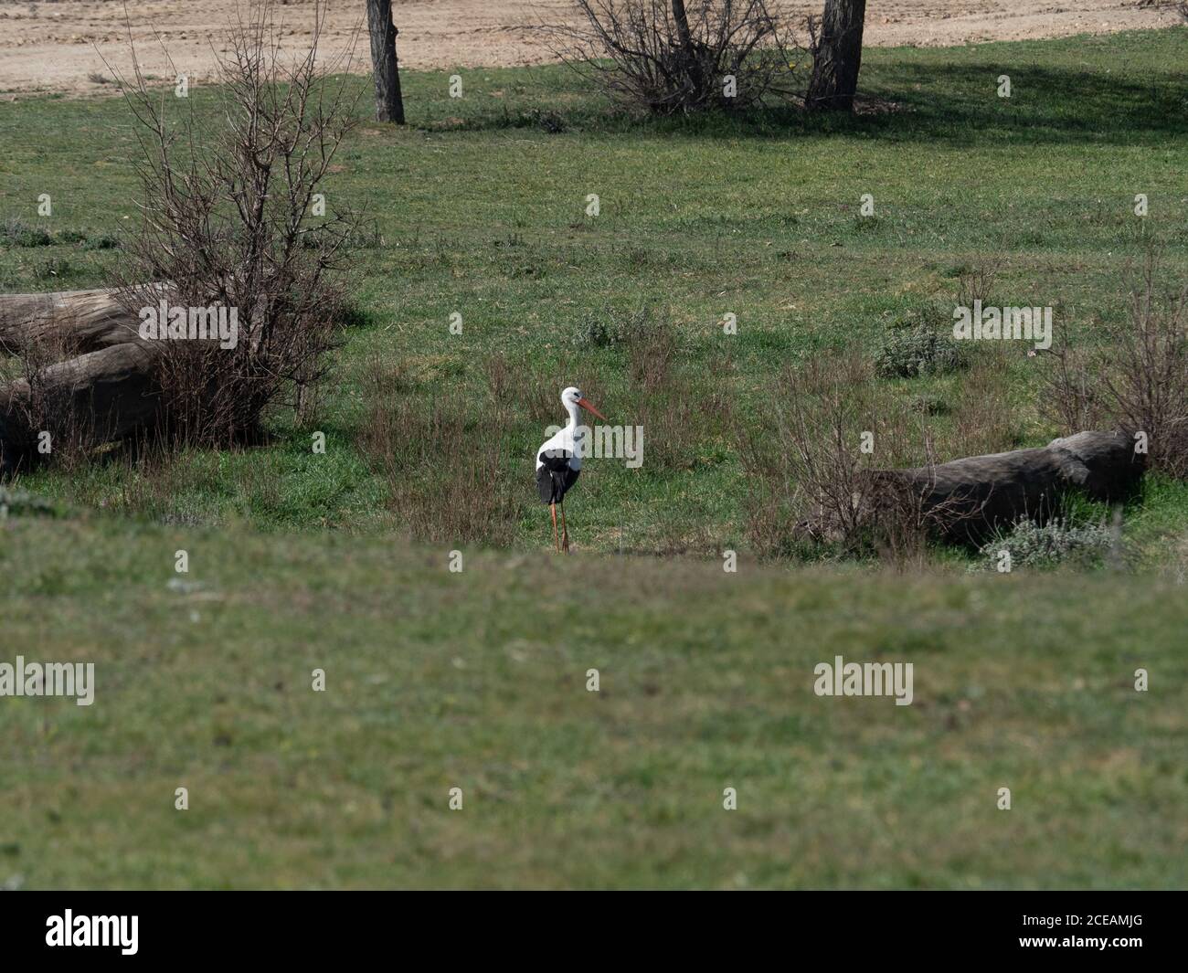 Stork colony, protected bird species Stock Photo - Alamy
