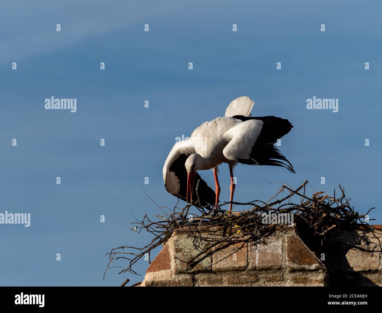 Stork colony, protected bird species Stock Photo - Alamy