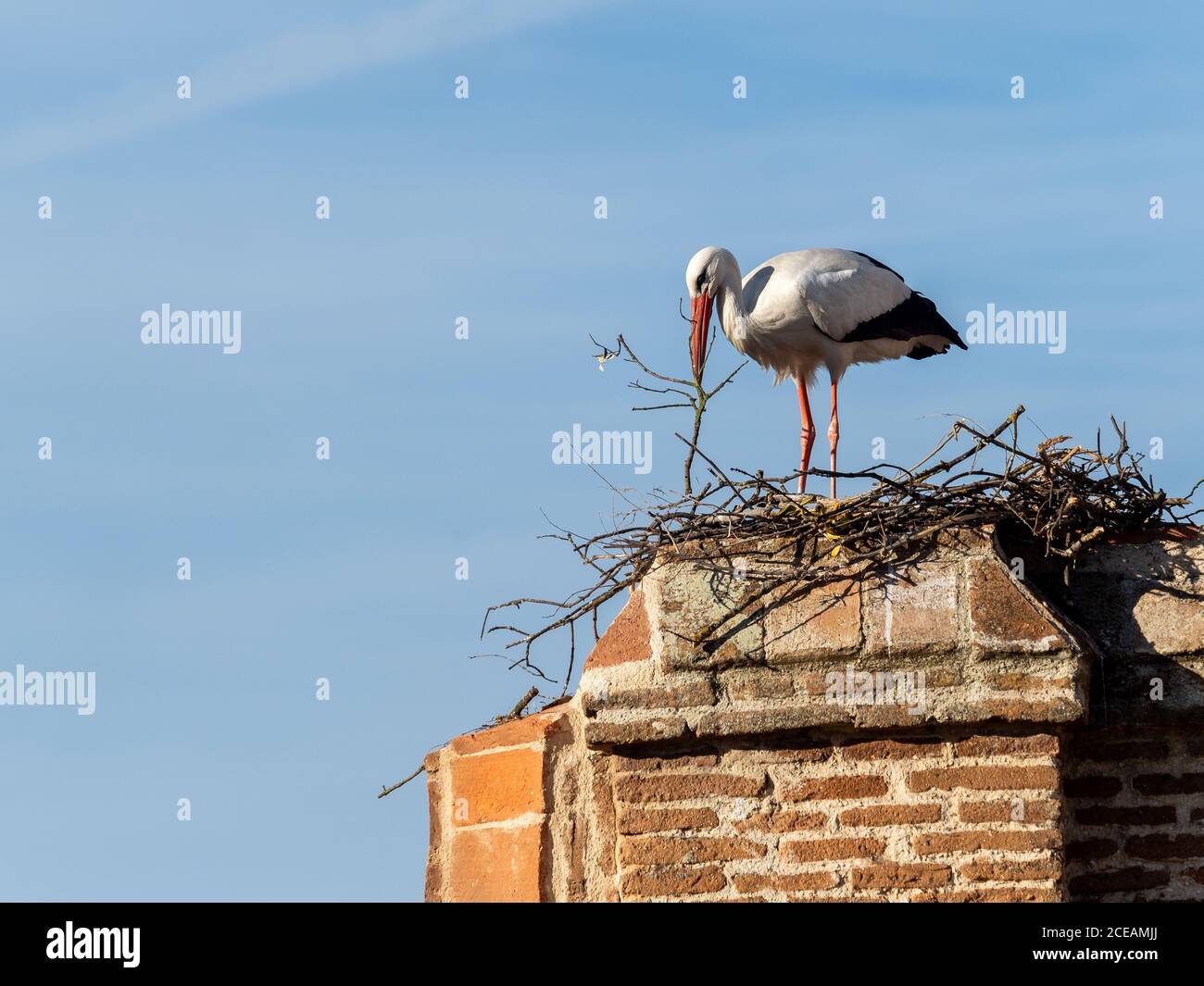 Stork colony, protected bird species Stock Photo - Alamy