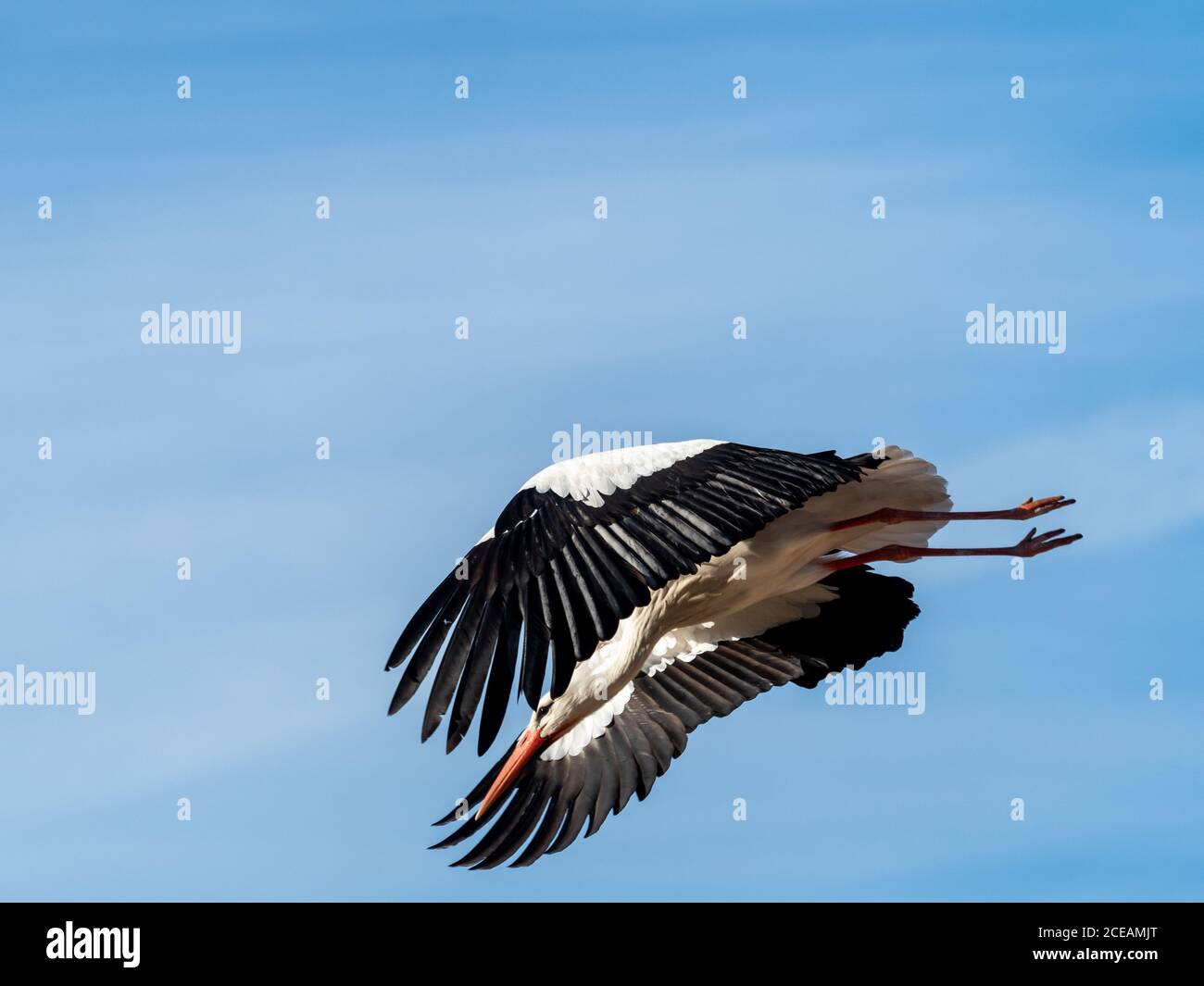 Stork colony, protected bird species Stock Photo - Alamy
