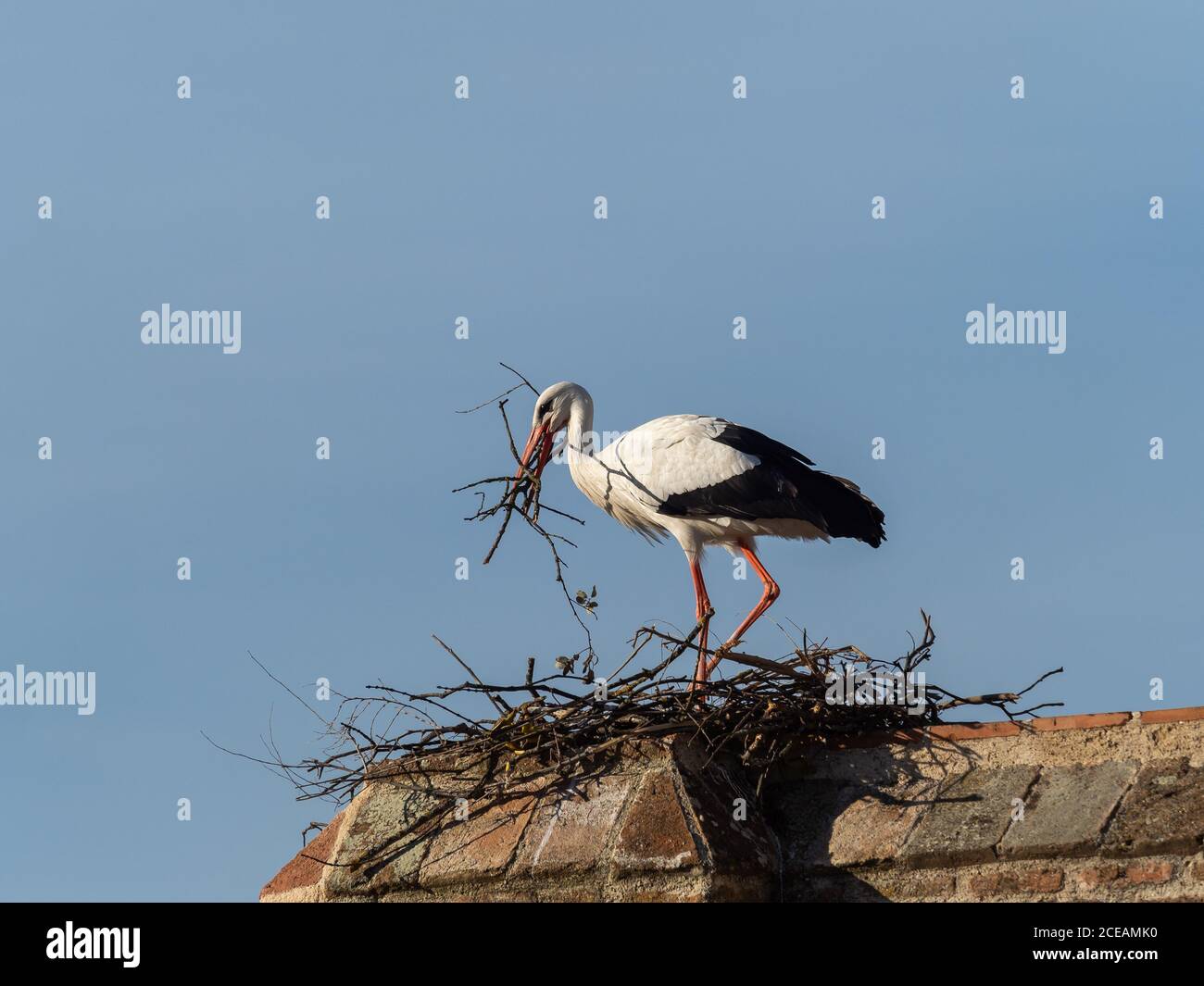 Stork colony, protected bird species Stock Photo - Alamy