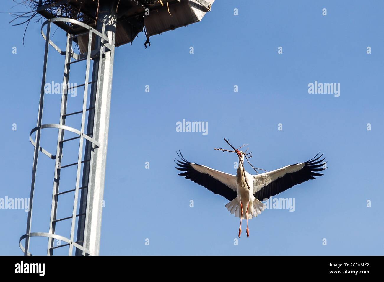 Stork colony, protected bird species Stock Photo - Alamy