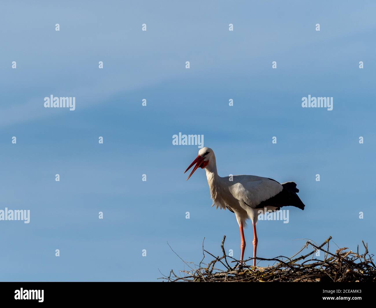 Stork colony, protected bird species Stock Photo - Alamy