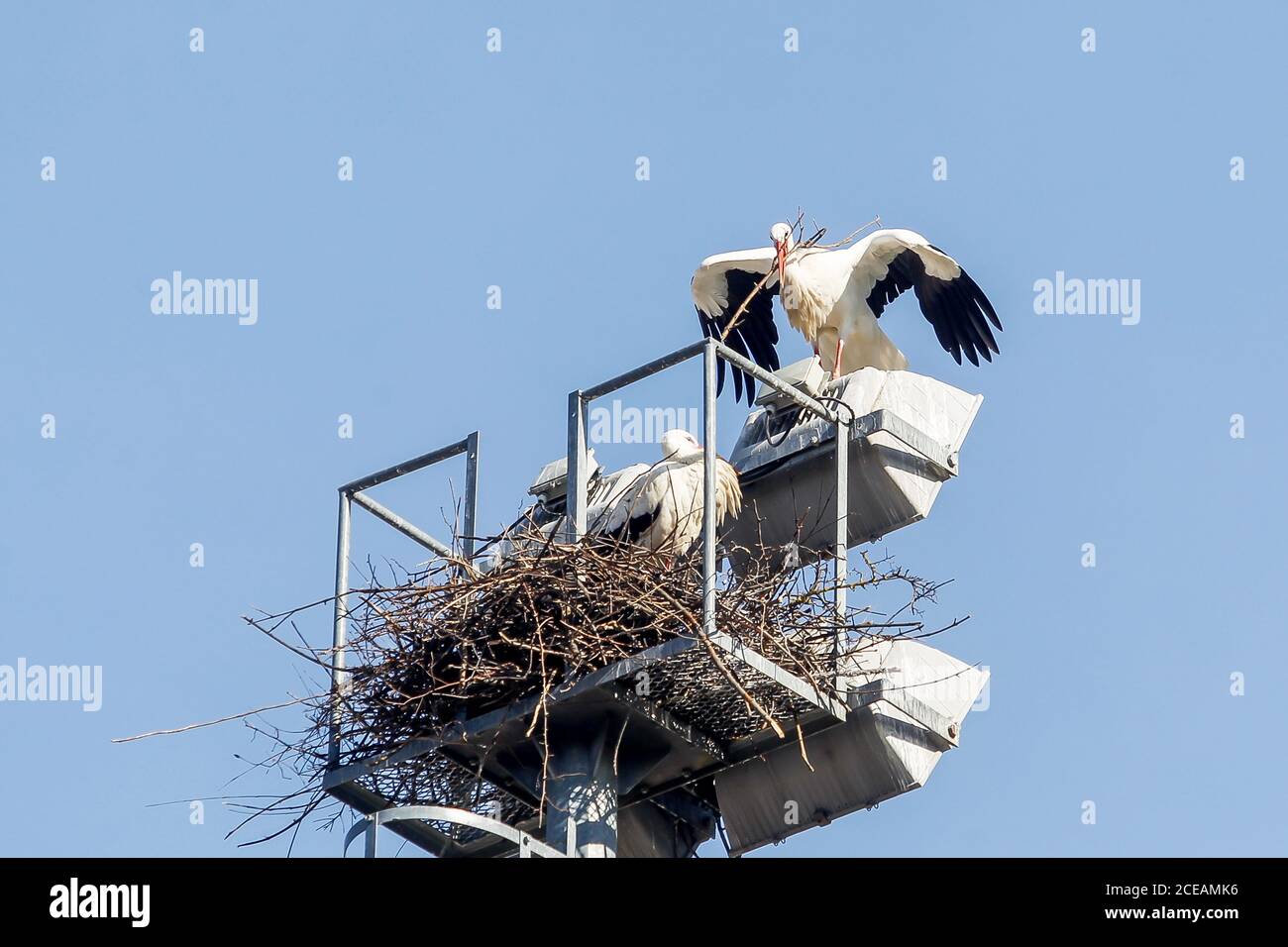 Stork colony, protected bird species Stock Photo - Alamy