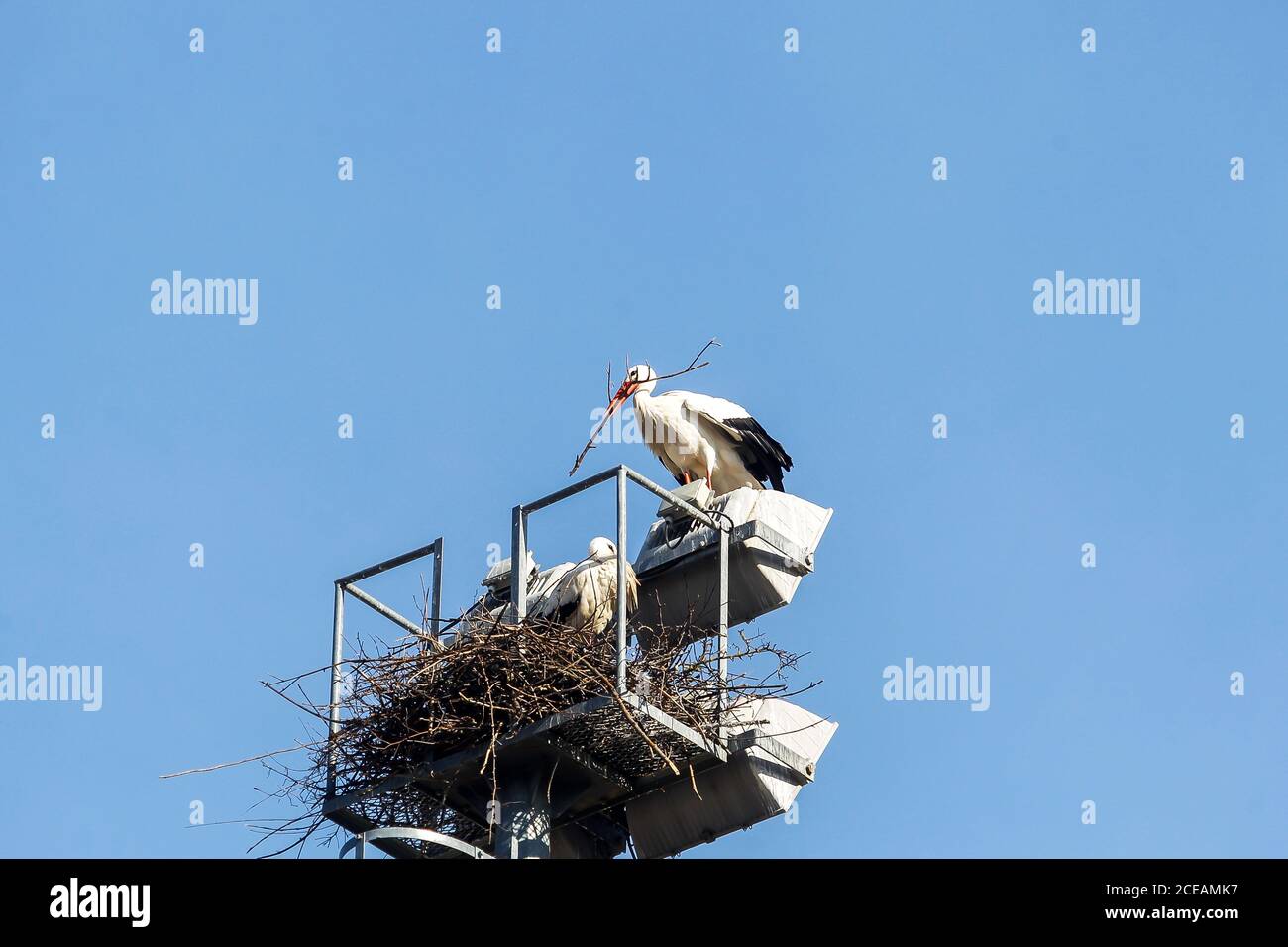 Stork colony, protected bird species Stock Photo - Alamy