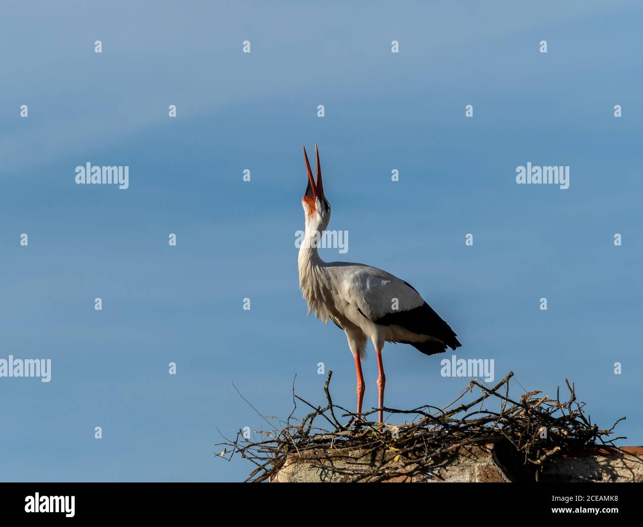 Stork colony, protected bird species Stock Photo - Alamy