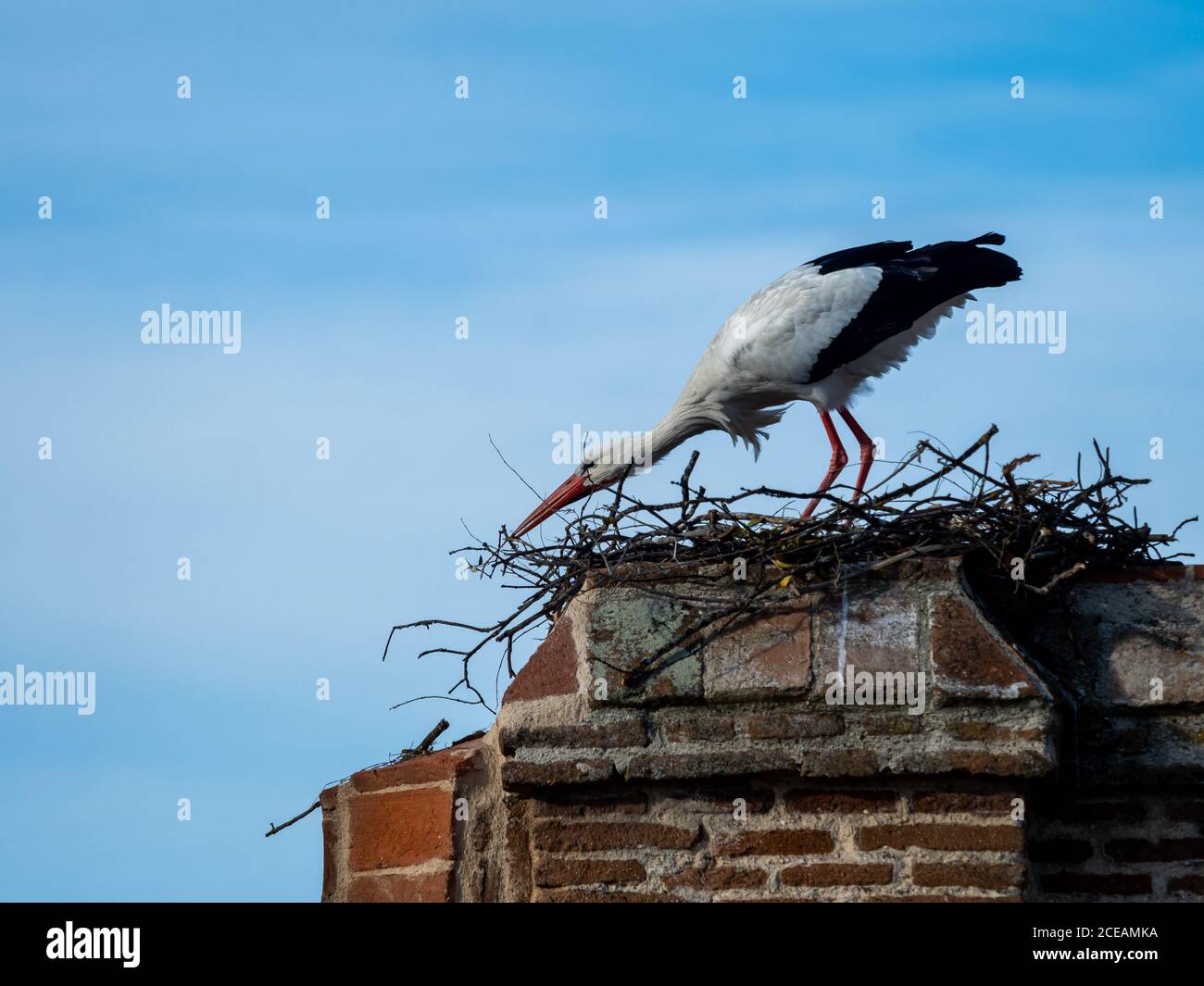 Stork colony, protected bird species Stock Photo - Alamy