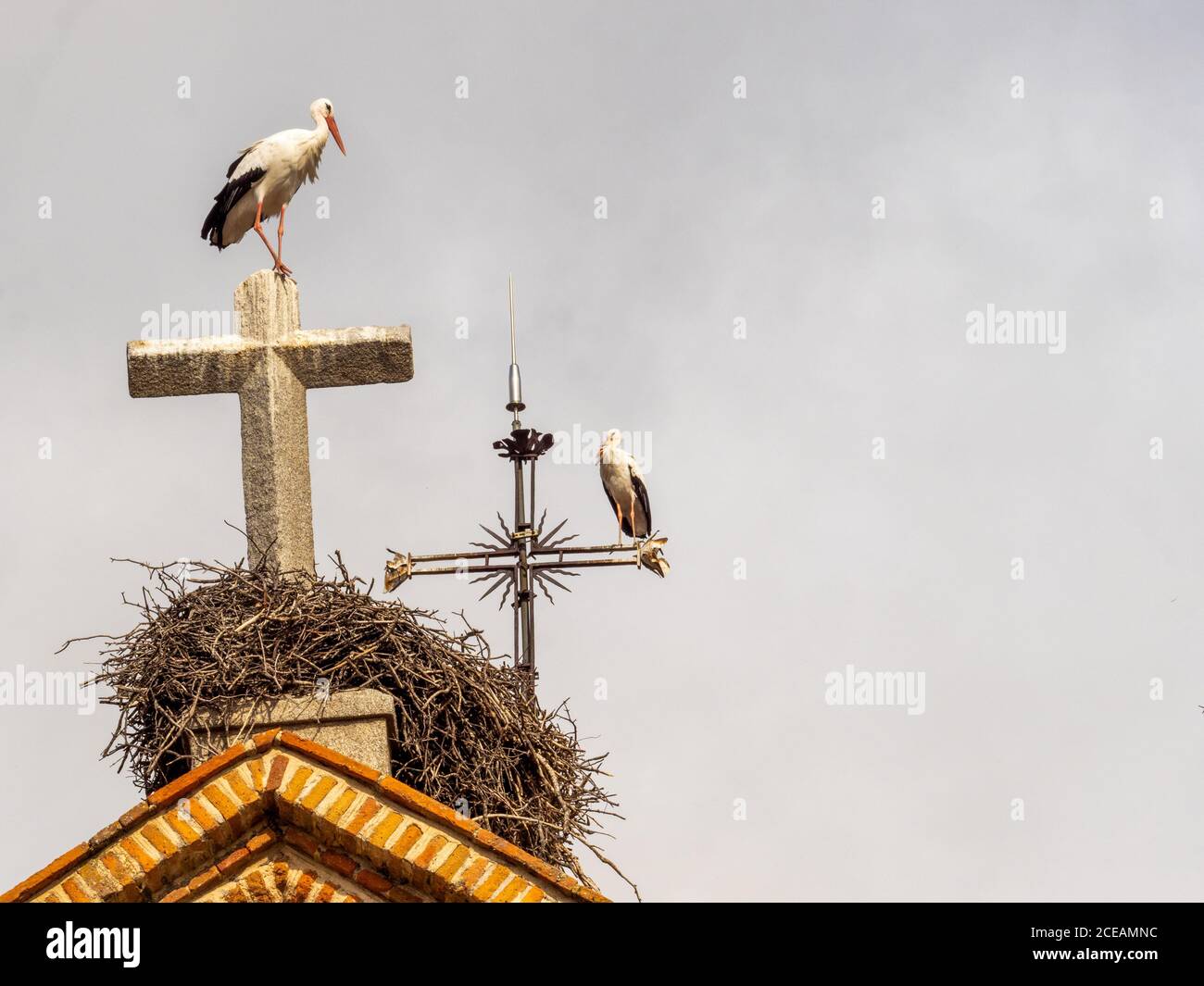 Stork colony, protected bird species Stock Photo - Alamy