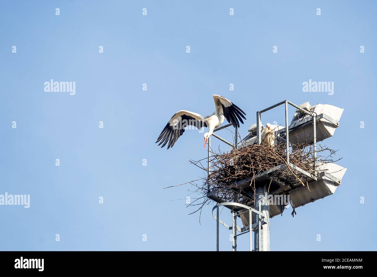 Stork colony, protected bird species Stock Photo - Alamy