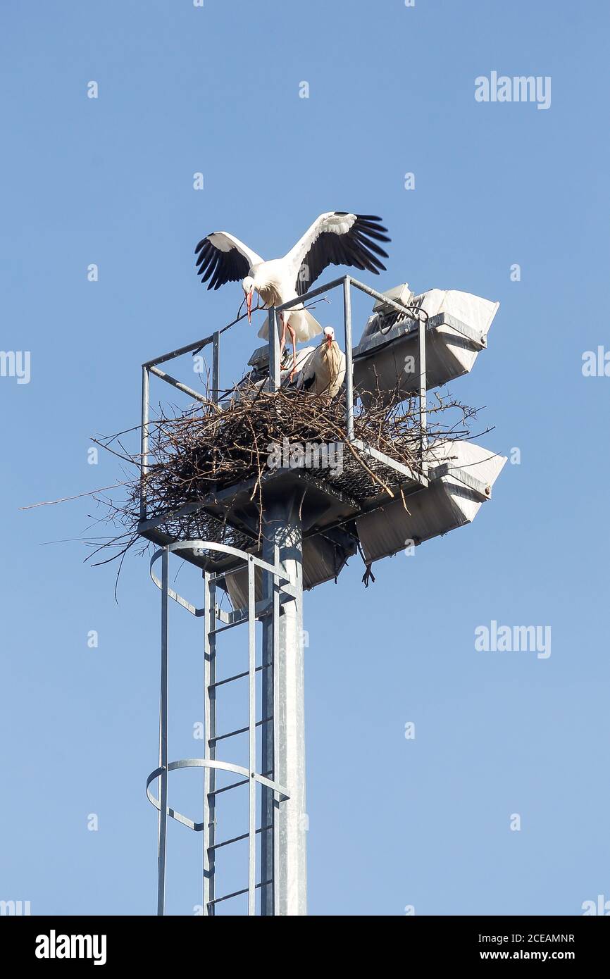 Real stork hi-res stock photography and images - Alamy