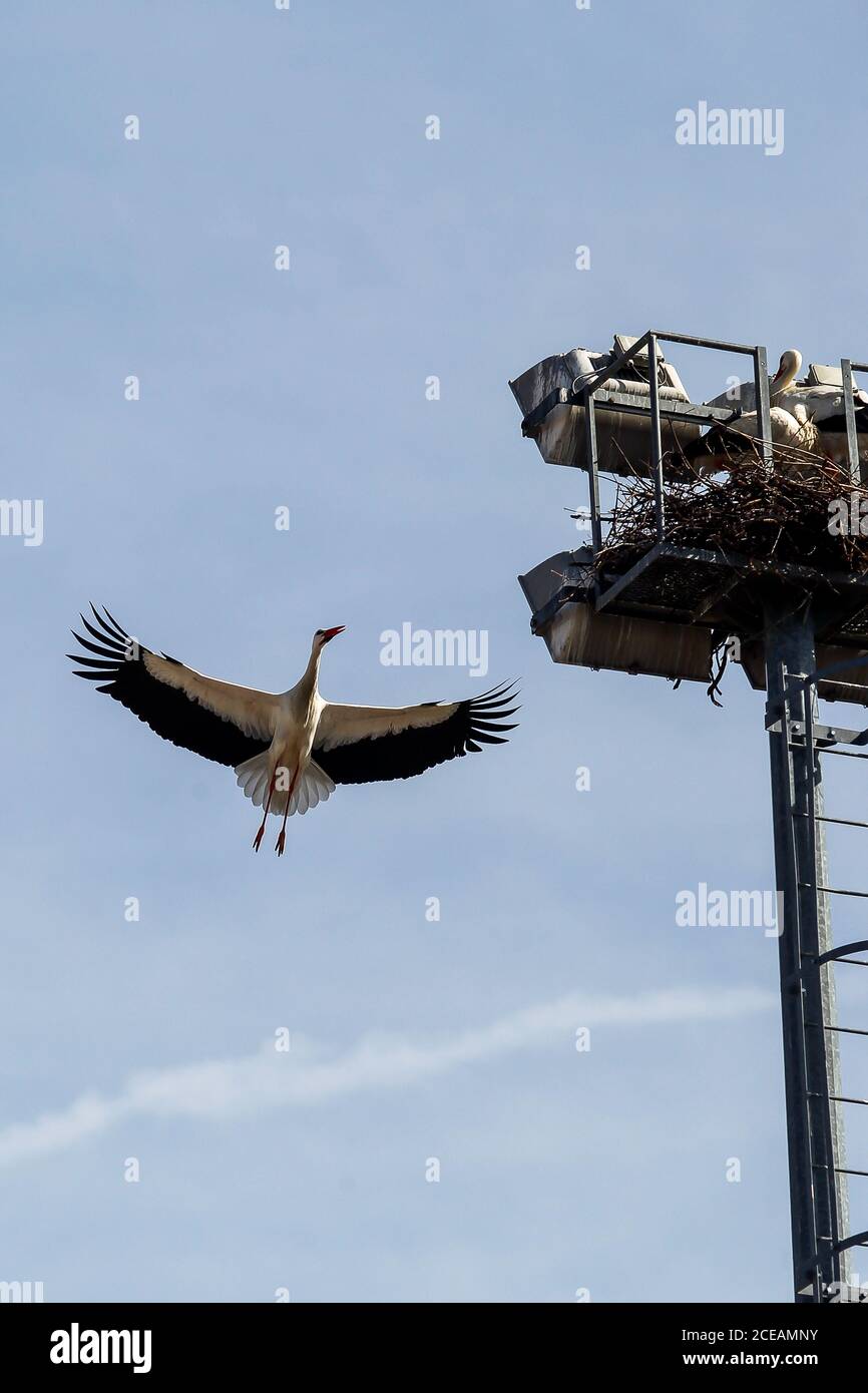 Stork colony, protected bird species Stock Photo - Alamy