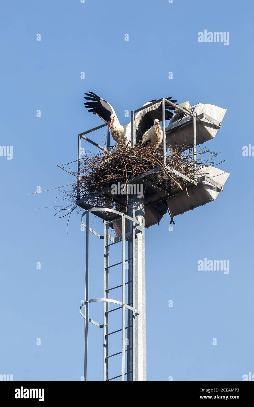 Stork colony, protected bird species Stock Photo - Alamy