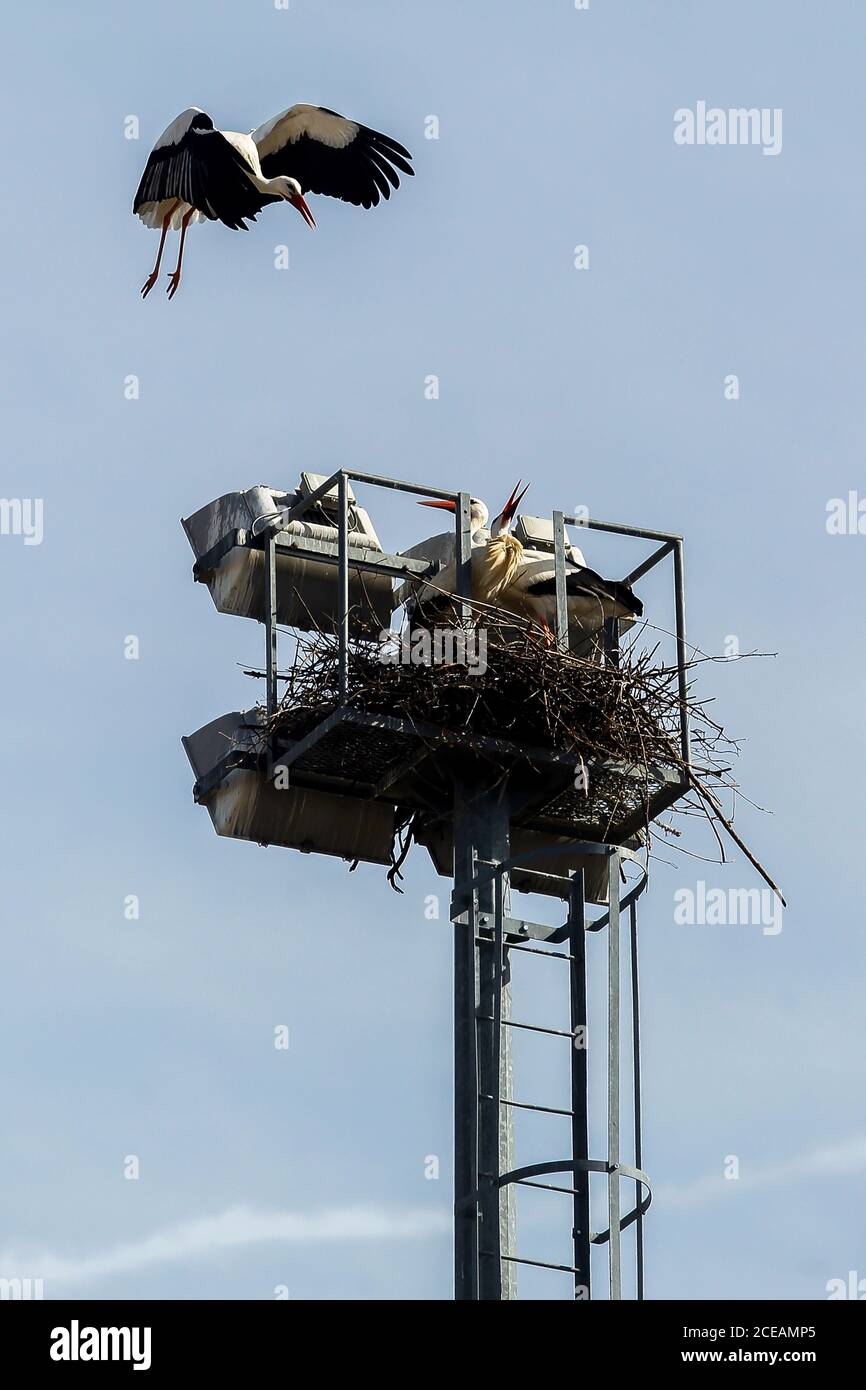 Stork colony, protected bird species Stock Photo - Alamy