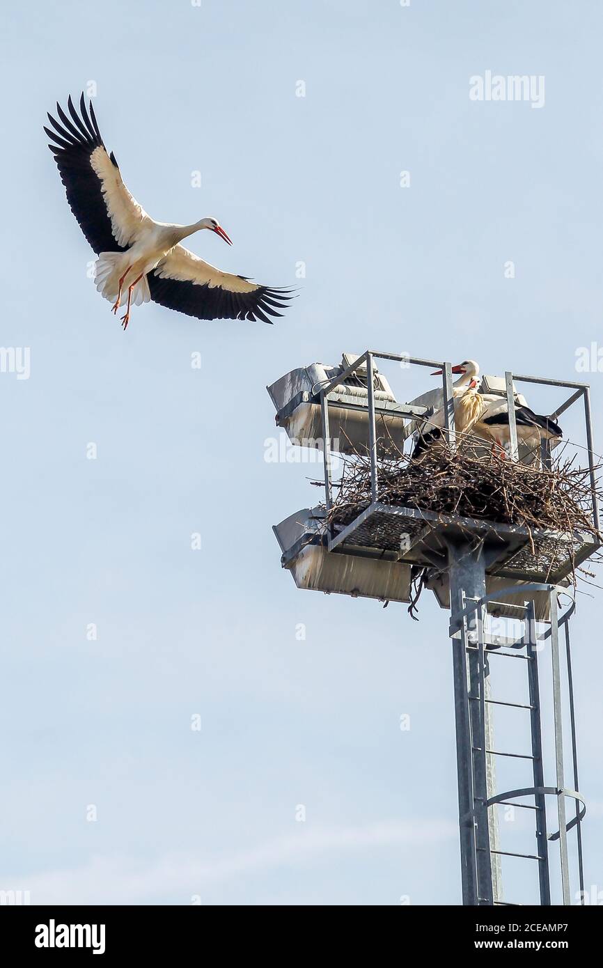 Stork colony, protected bird species Stock Photo - Alamy