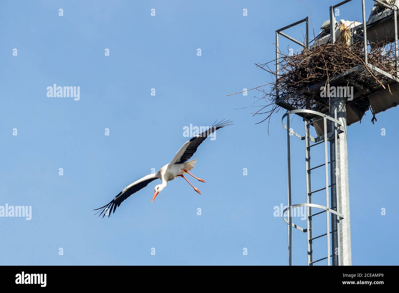 Stork colony, protected bird species Stock Photo - Alamy