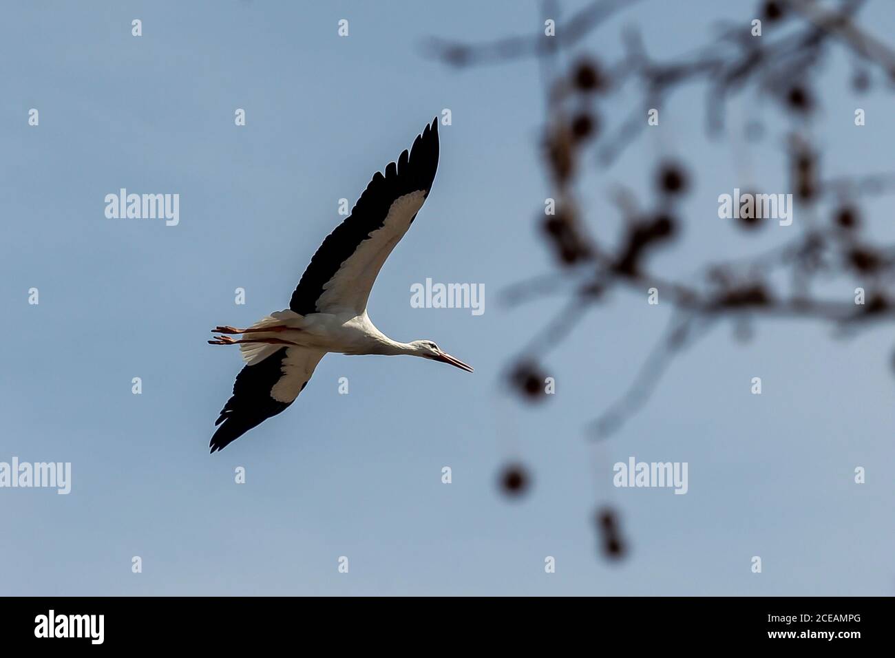 Stork colony, protected bird species Stock Photo - Alamy