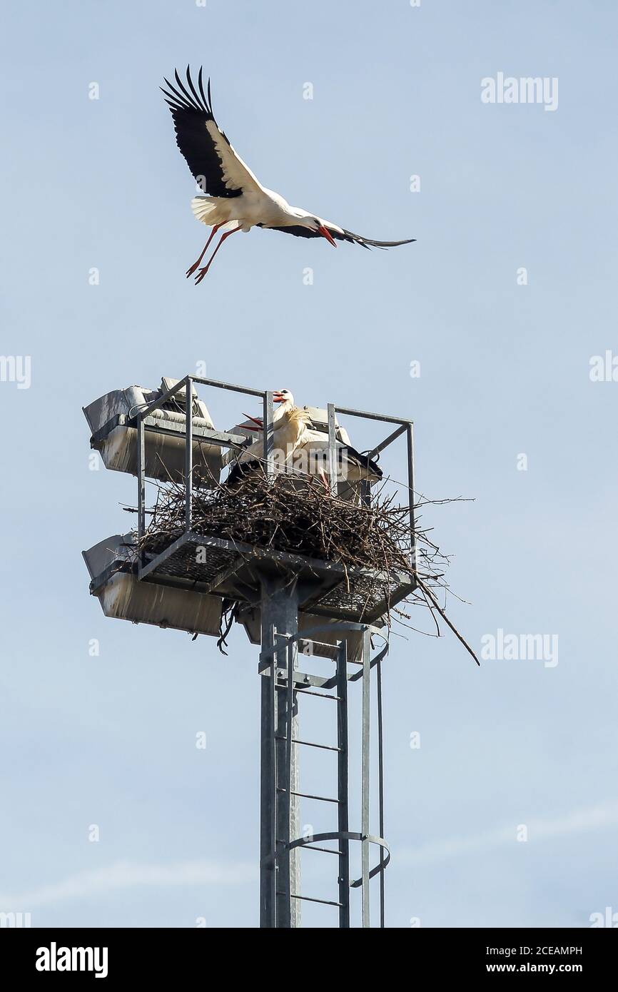 Stork colony, protected bird species Stock Photo - Alamy